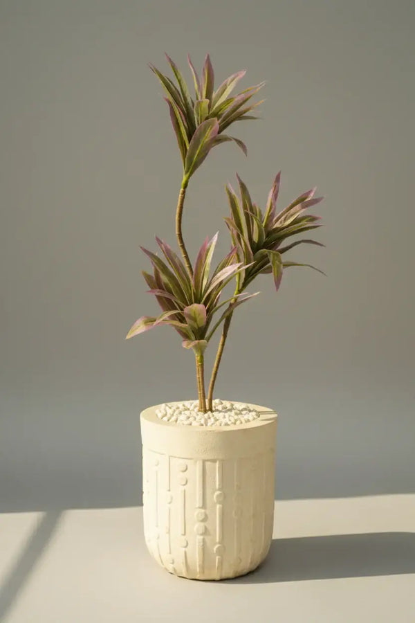 Dracaena Small plant with FRC Stone Planter | Mmall